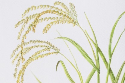 22x17 Giclee Print of Carolina Gold - Carolina Plantation Rice